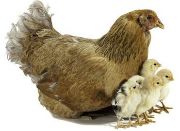 Home | Shop Beau Peep Farms